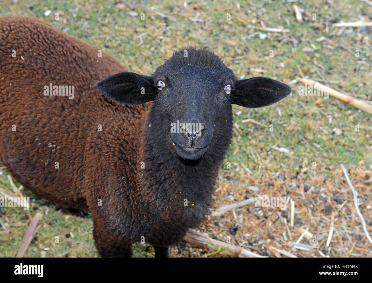 Mutton hoof hi-res stock photography and images - Alamy