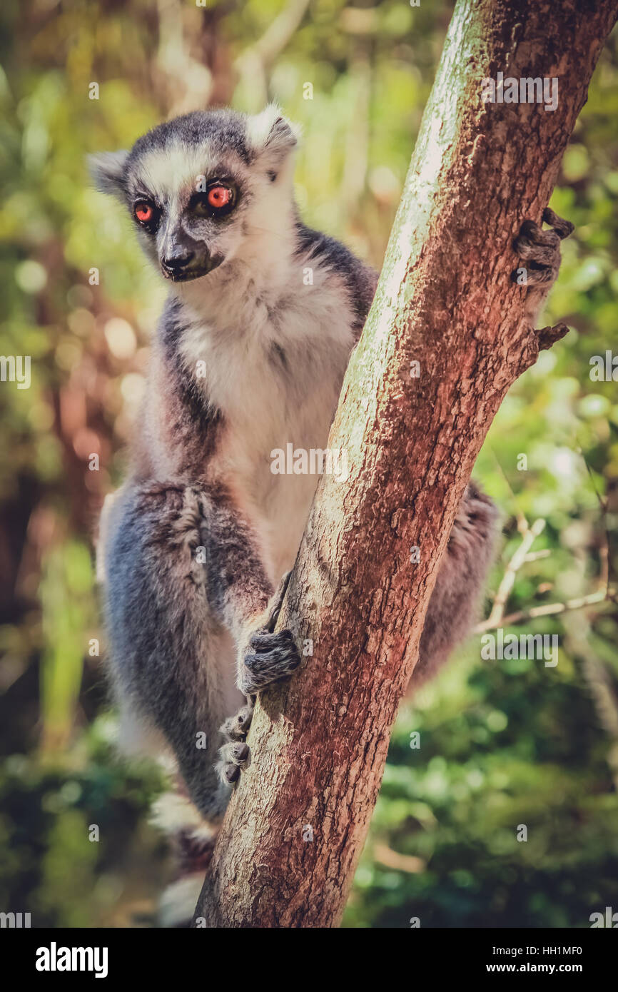 Ring tailed lemur sitting on a branch of a tree in bush in Isalo ...