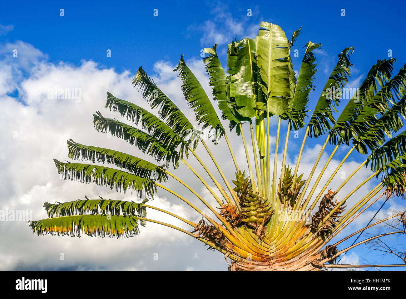 Ravenala palm called also travelers tree, the symbol of Madagascar ...