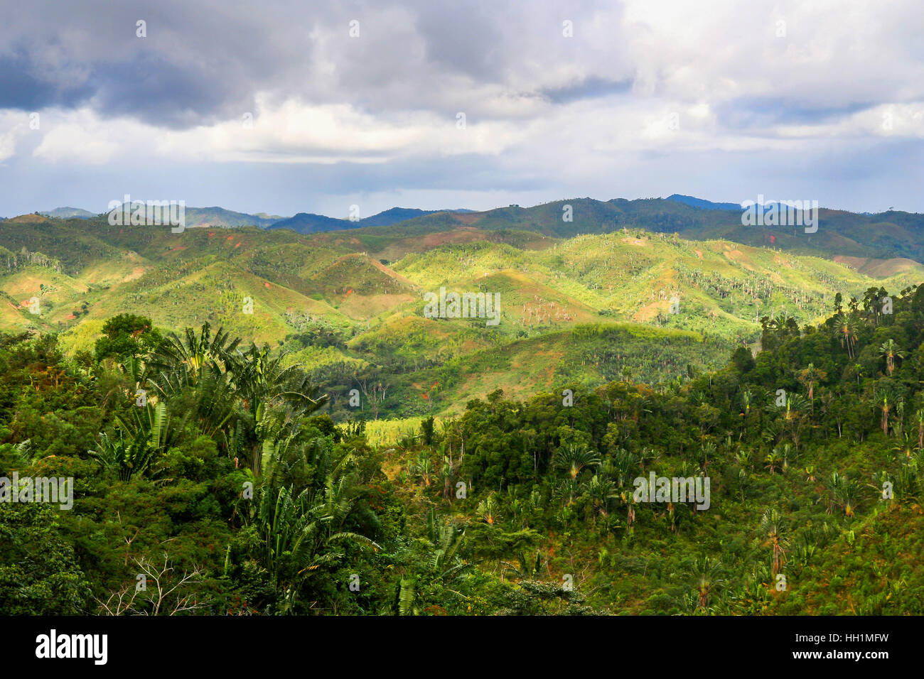 Aerial view of the dense Madagascar rainforest Stock Photo - Alamy
