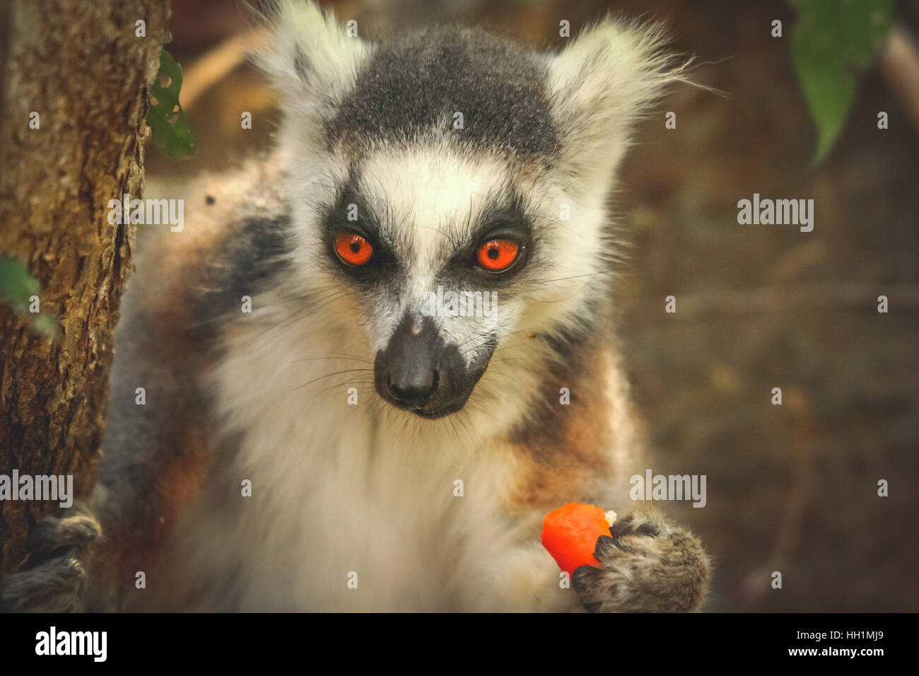 Small ring tailed lemur eating orange skin in National Reserve ...