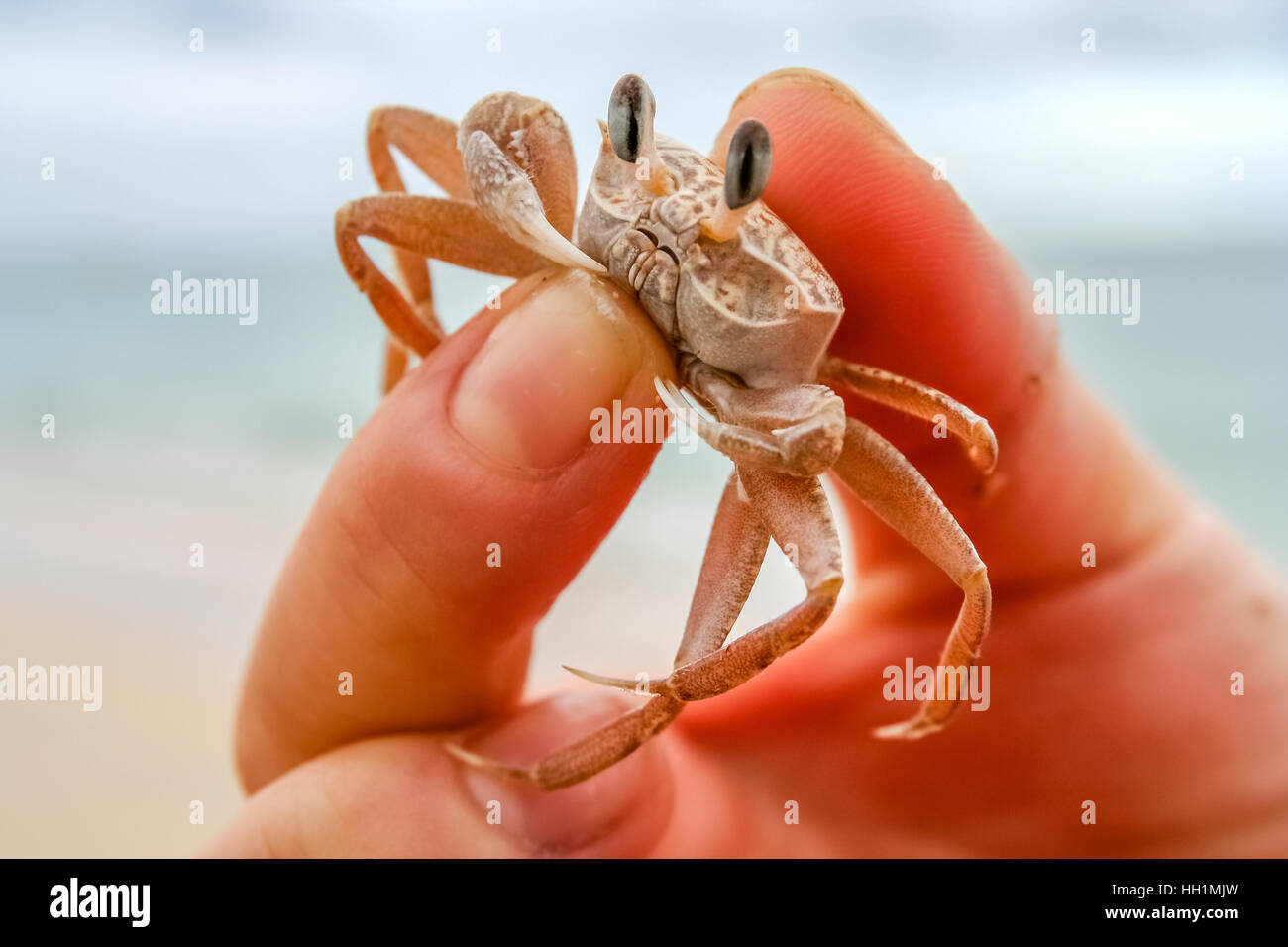 Miniature crab in his shell held in human hand Stock Photo - Alamy
