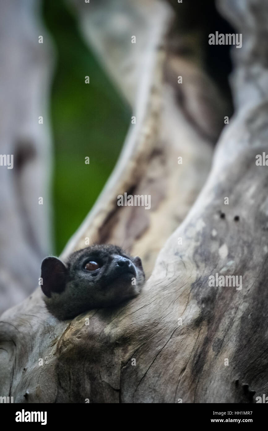 Small Lepilemur Ankaranensis, Ankarana Sportive Lemur, hiding in a tree ...