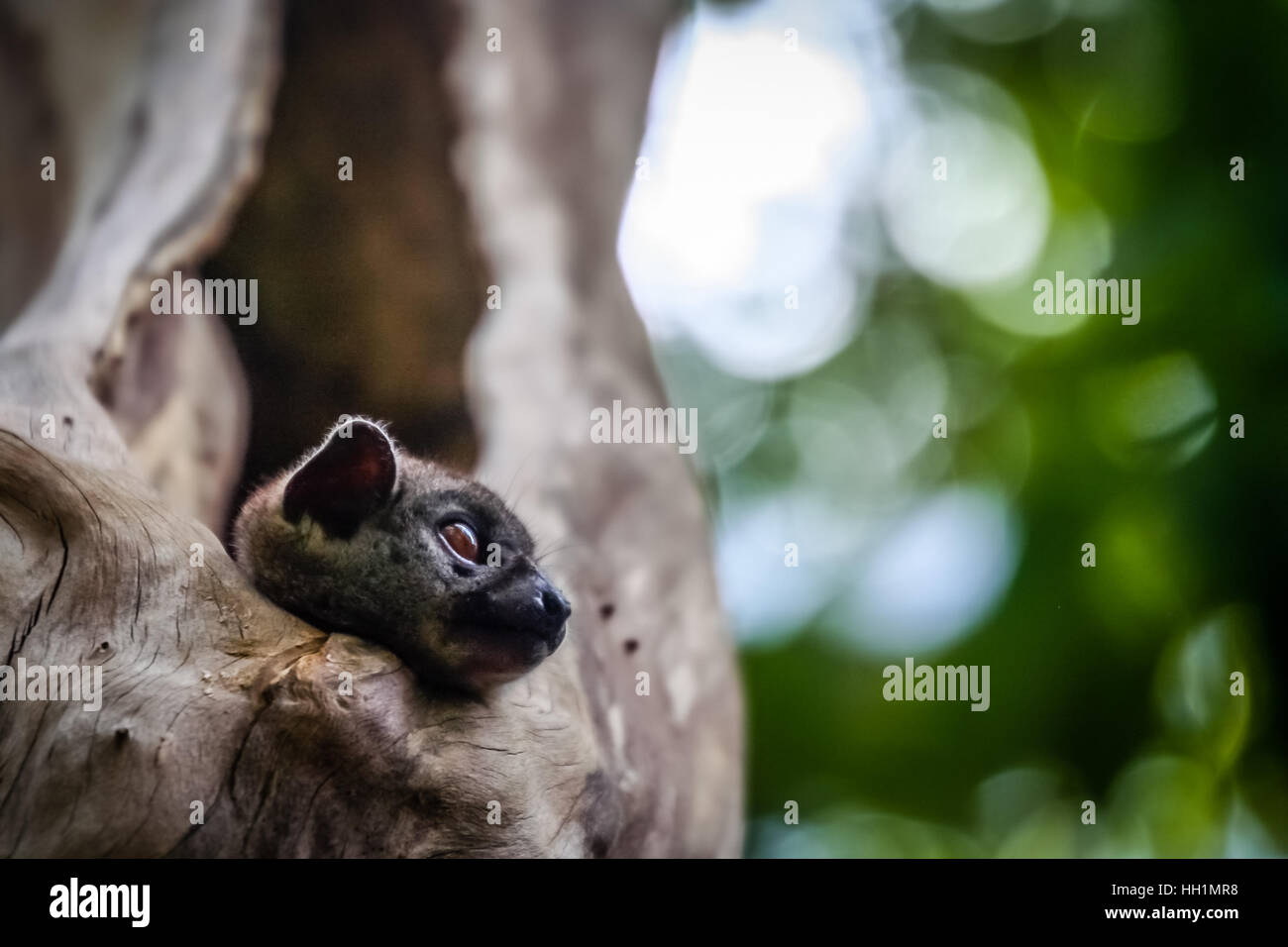 Small Lepilemur Ankaranensis, Ankarana Sportive Lemur, hiding in a tree ...