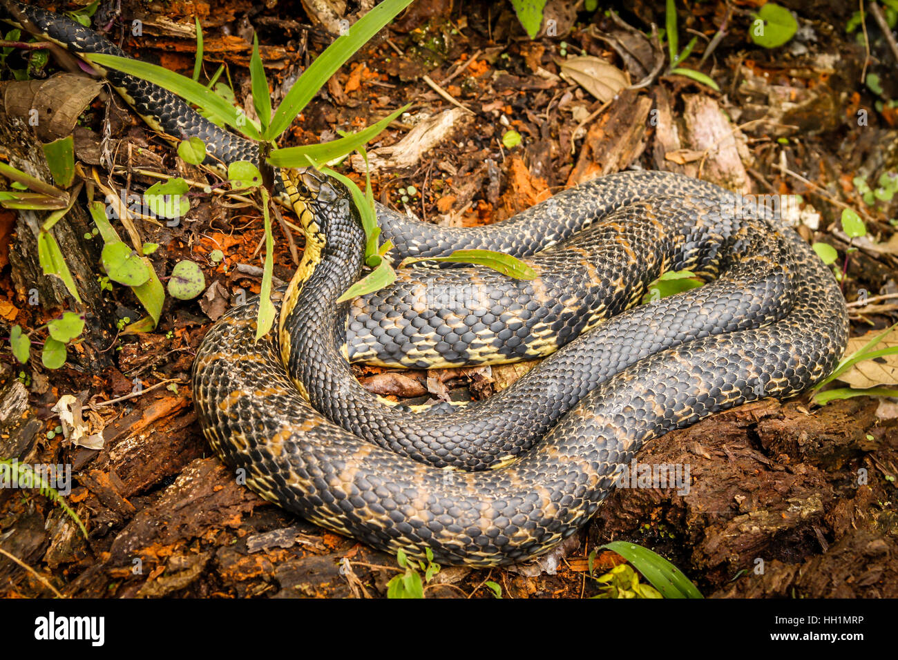 Black snake lurking through lush foliage in the madagascar rainforest ...