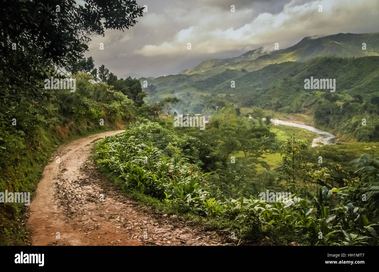Path through dense madagascar rainforest near Masoala National Park ...
