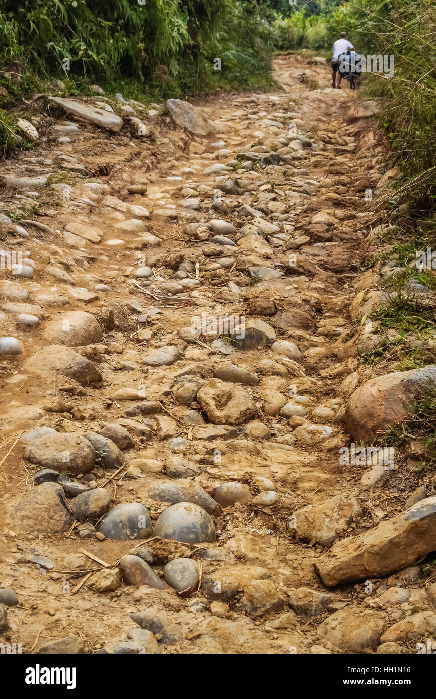 Track road forest jungle africa hi-res stock photography and images - Alamy