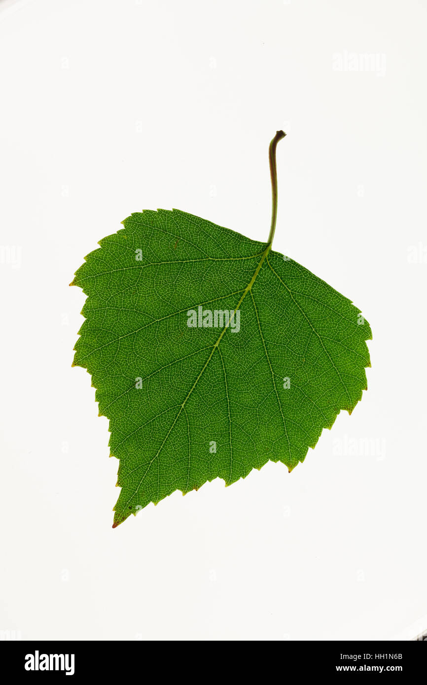 Birch leaf hi-res stock photography and images - Alamy