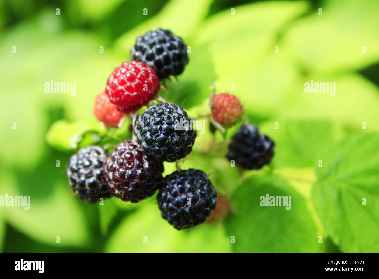 Beautiful picture of a raspberry hi-res stock photography and images ...
