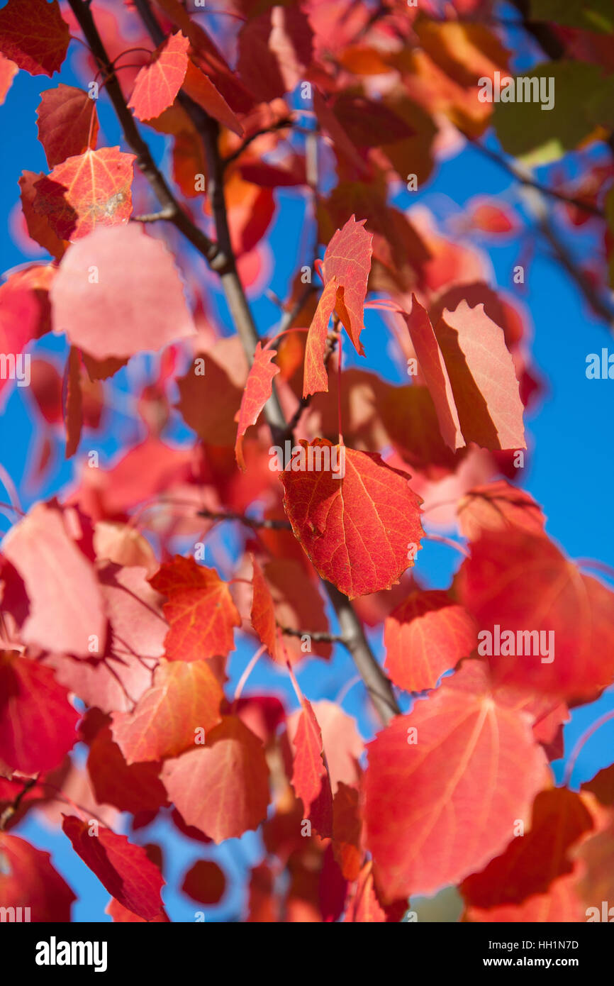 Red autumn leaves Stock Photo - Alamy