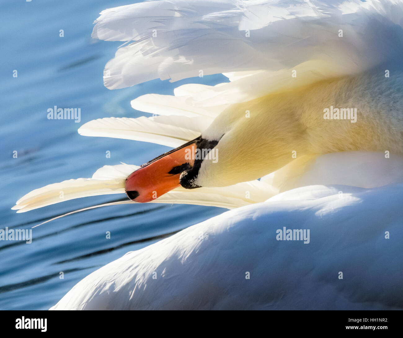 Funny bright color swan portrait, sunbathing relaxing single isolated ...