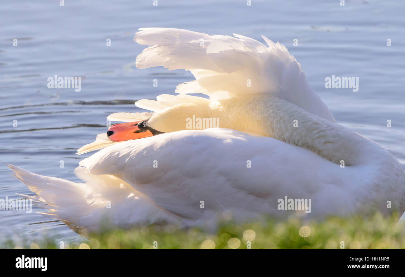 Portrait sunbathing hi-res stock photography and images - Alamy