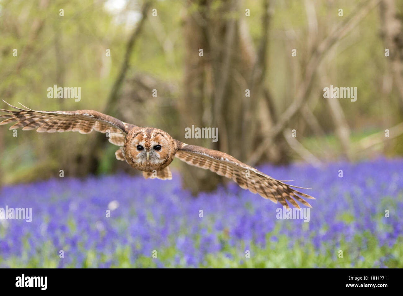 Tawny owl flying prey hi-res stock photography and images - Alamy