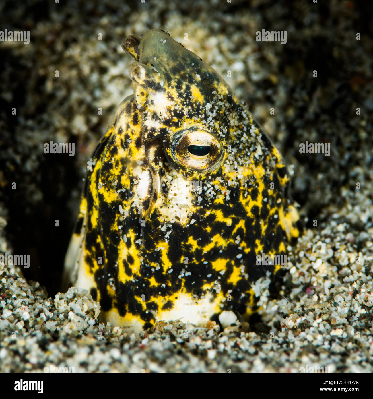 Sand Snake Eel High Resolution Stock Photography and Images - Alamy