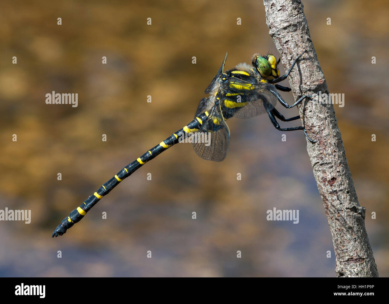 Dragonfly bridge hi-res stock photography and images - Alamy