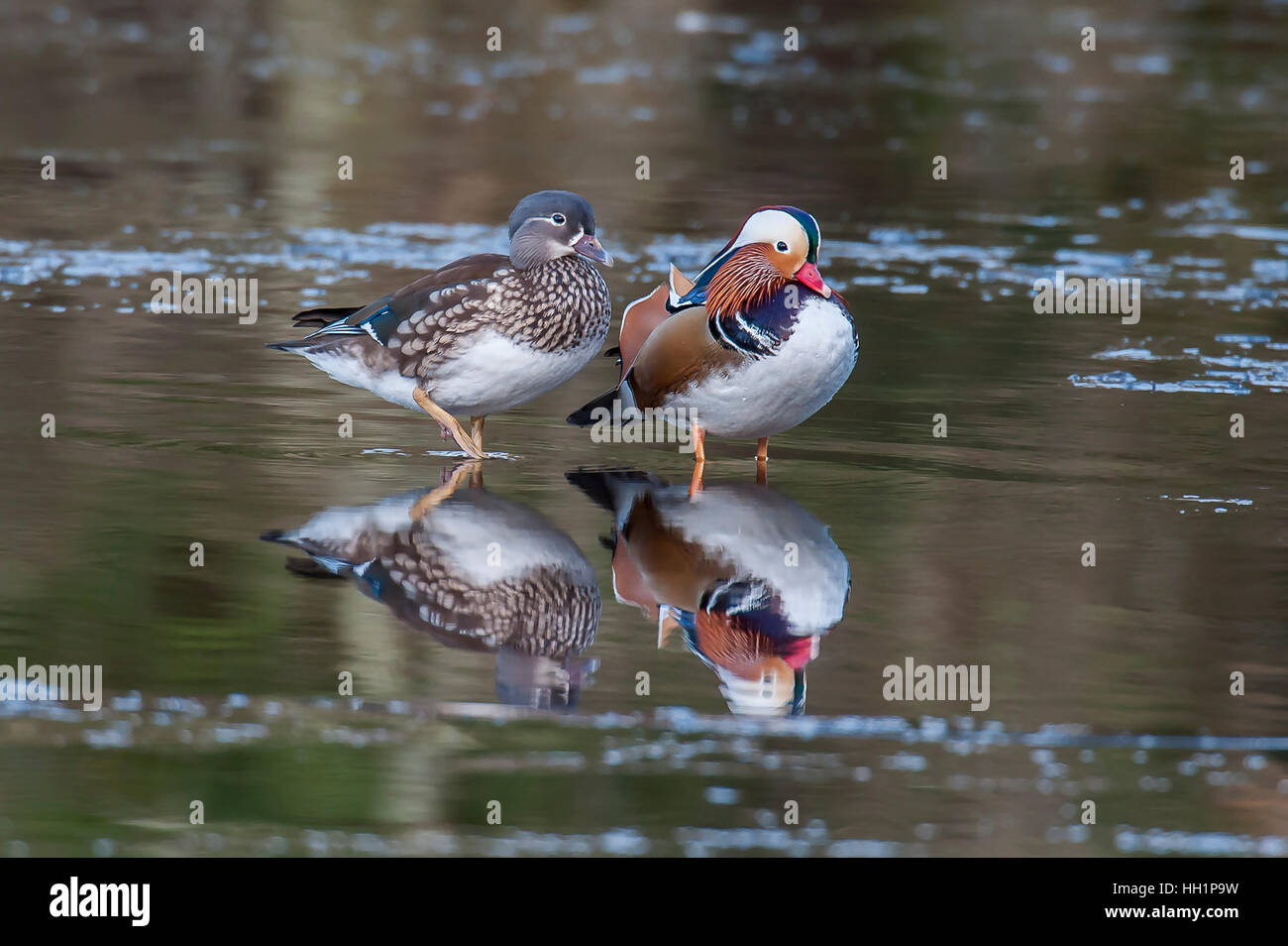 Mandarin Duck Pair Stock Photos & Mandarin Duck Pair Stock Images - Alamy