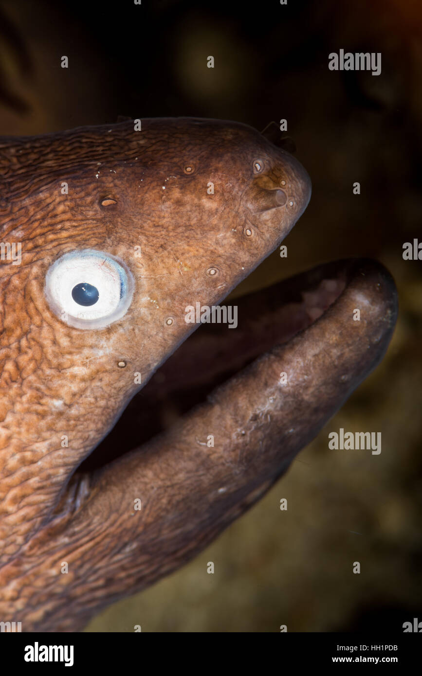 White Eyed Moray Eel High Resolution Stock Photography and Images - Alamy