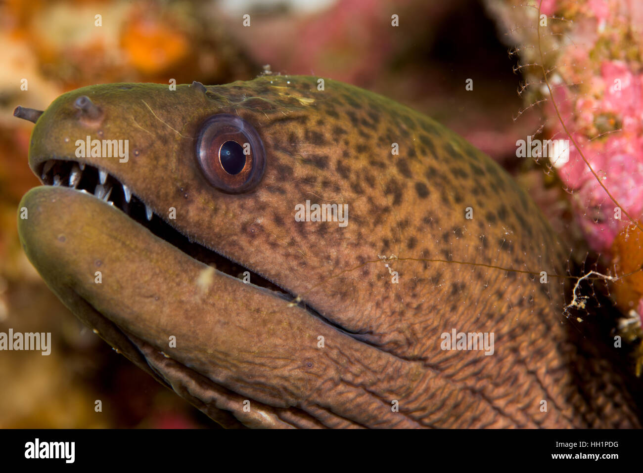 Moray eel teeth hi-res stock photography and images - Alamy