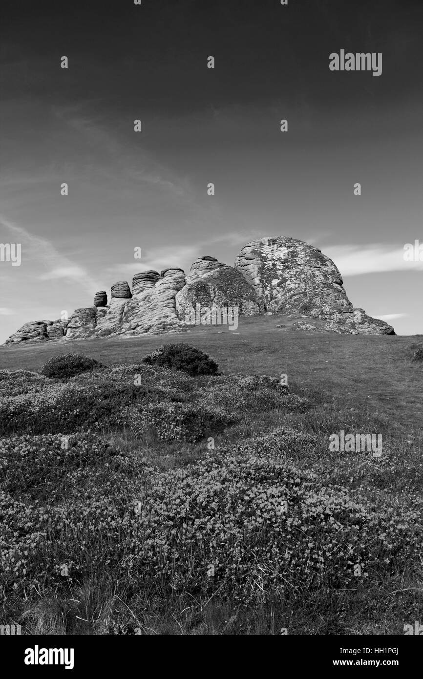 Summer, Haytor Down, Haytor Rocks, Dartmoor National Park, Devon County ...