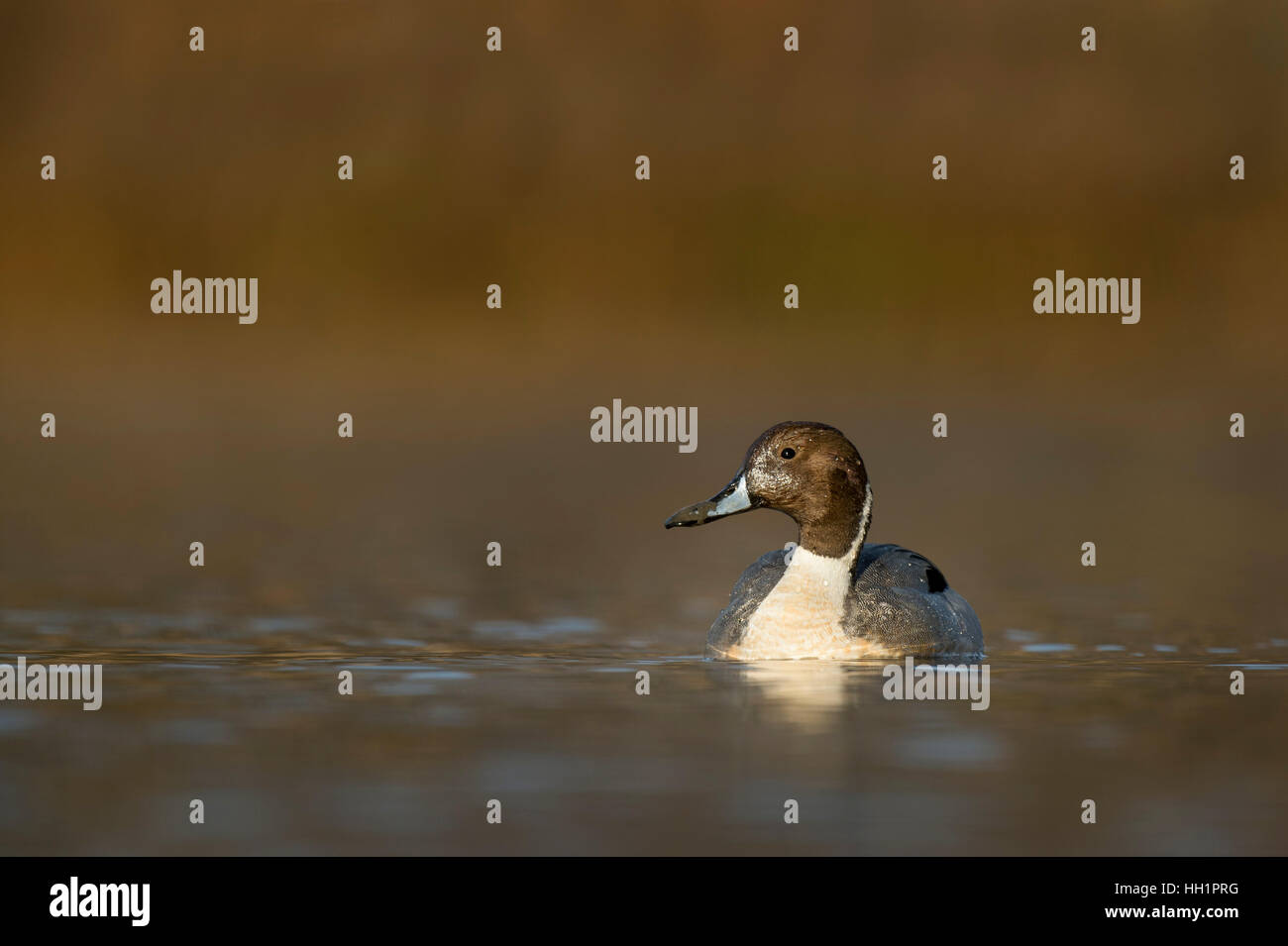Drake northern pintail hi-res stock photography and images - Alamy