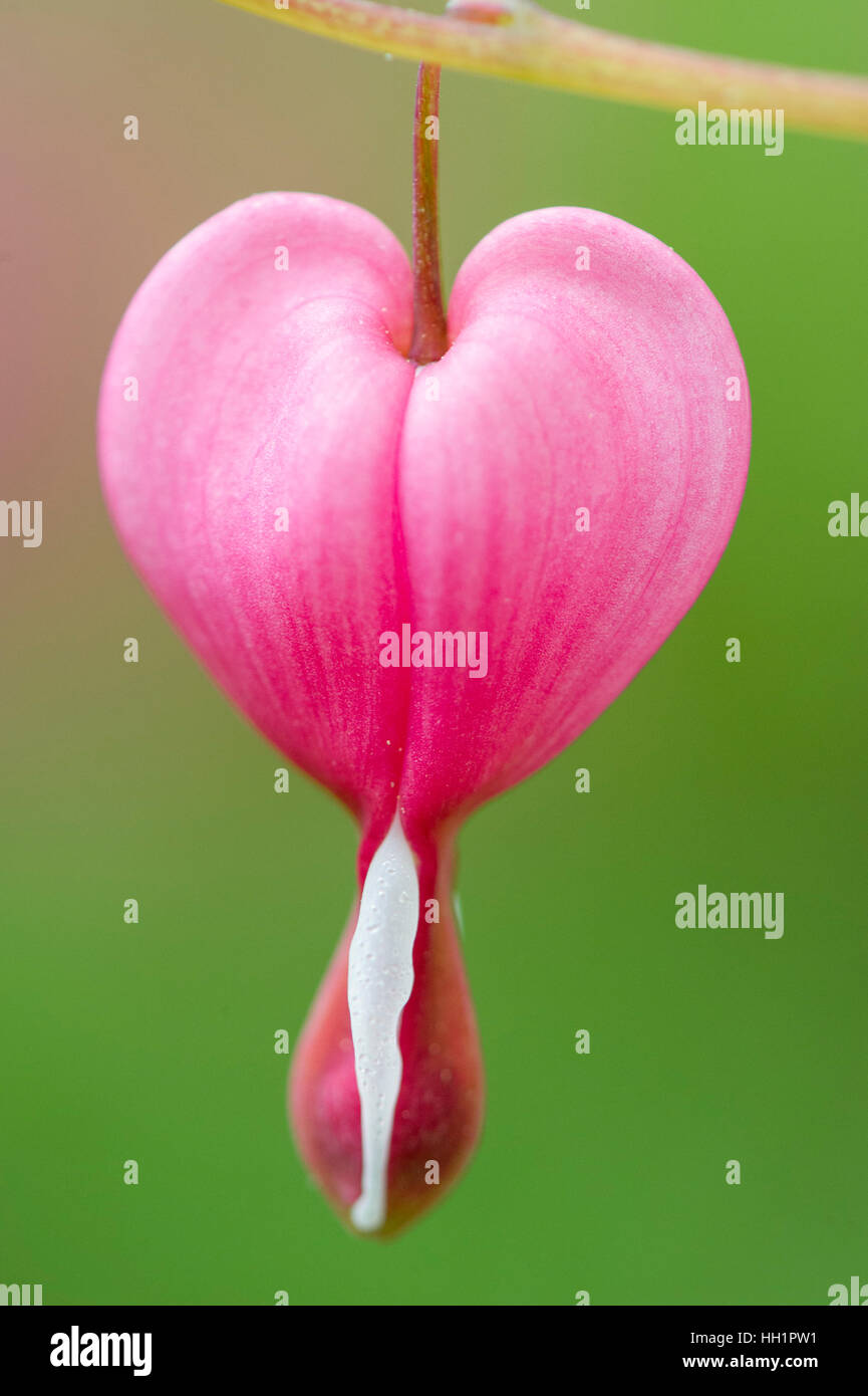 A close up of a bright pink Bleeding Heart flower against a green ...