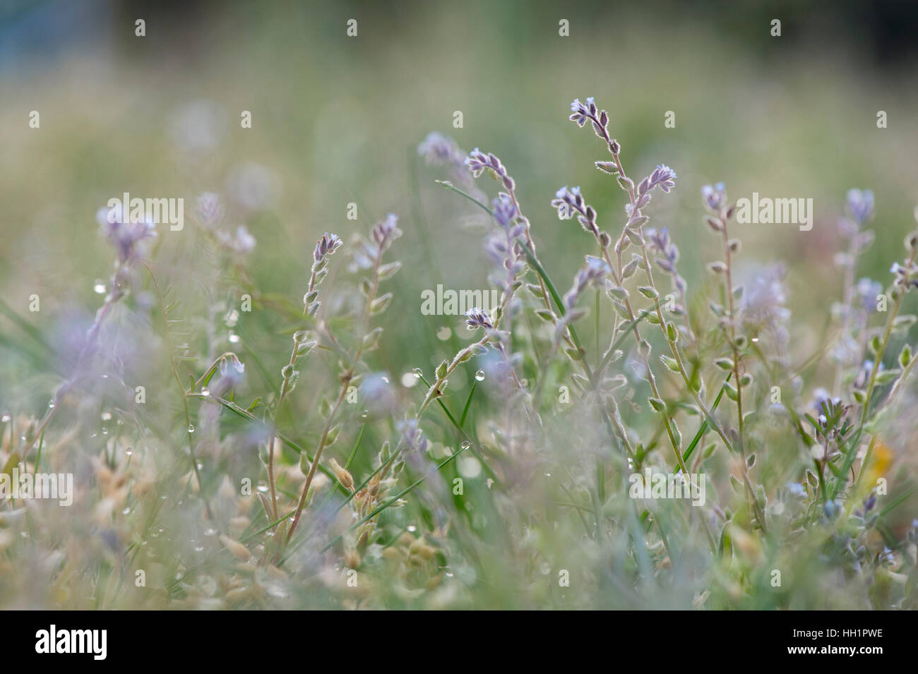 Tangled plant hi-res stock photography and images - Alamy