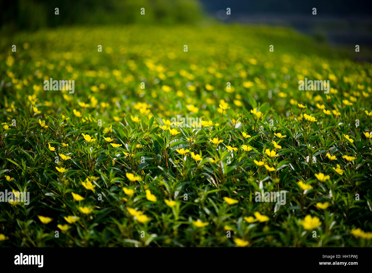 A large field of small yellow wildflowers with just the front flowers ...