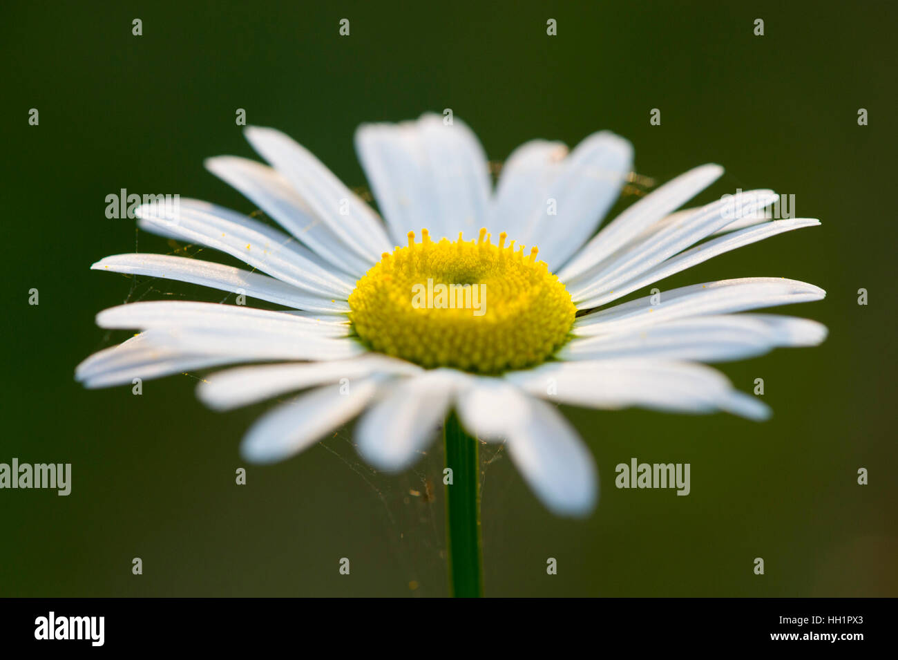 A small white and yellow wild Daisy is covered with spider webs Stock ...