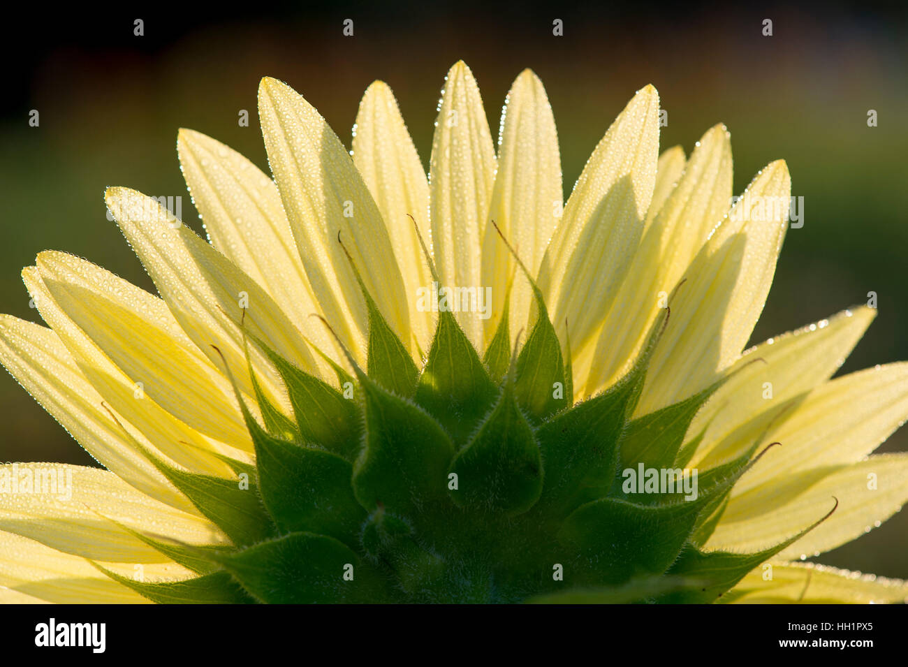 A bright yellow sunflower is lit from the rising sun behind it. The ...