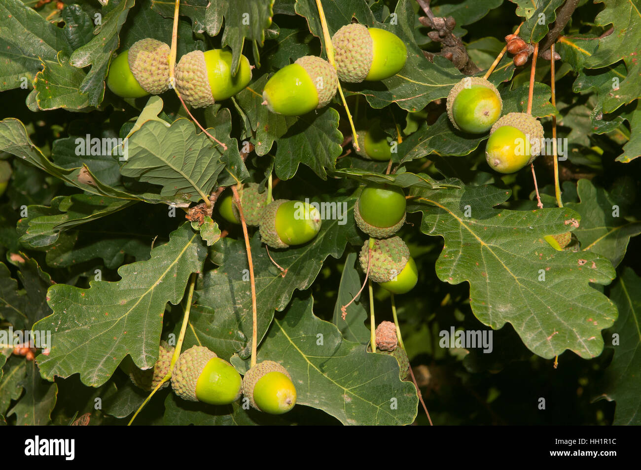 Oak Tree Quercus Robur Branch High Resolution Stock Photography and ...