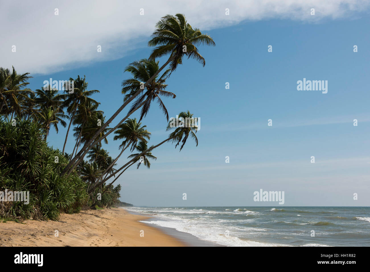 Palm-lined beach, Kalutara, Sri Lanka Stock Photo - Alamy