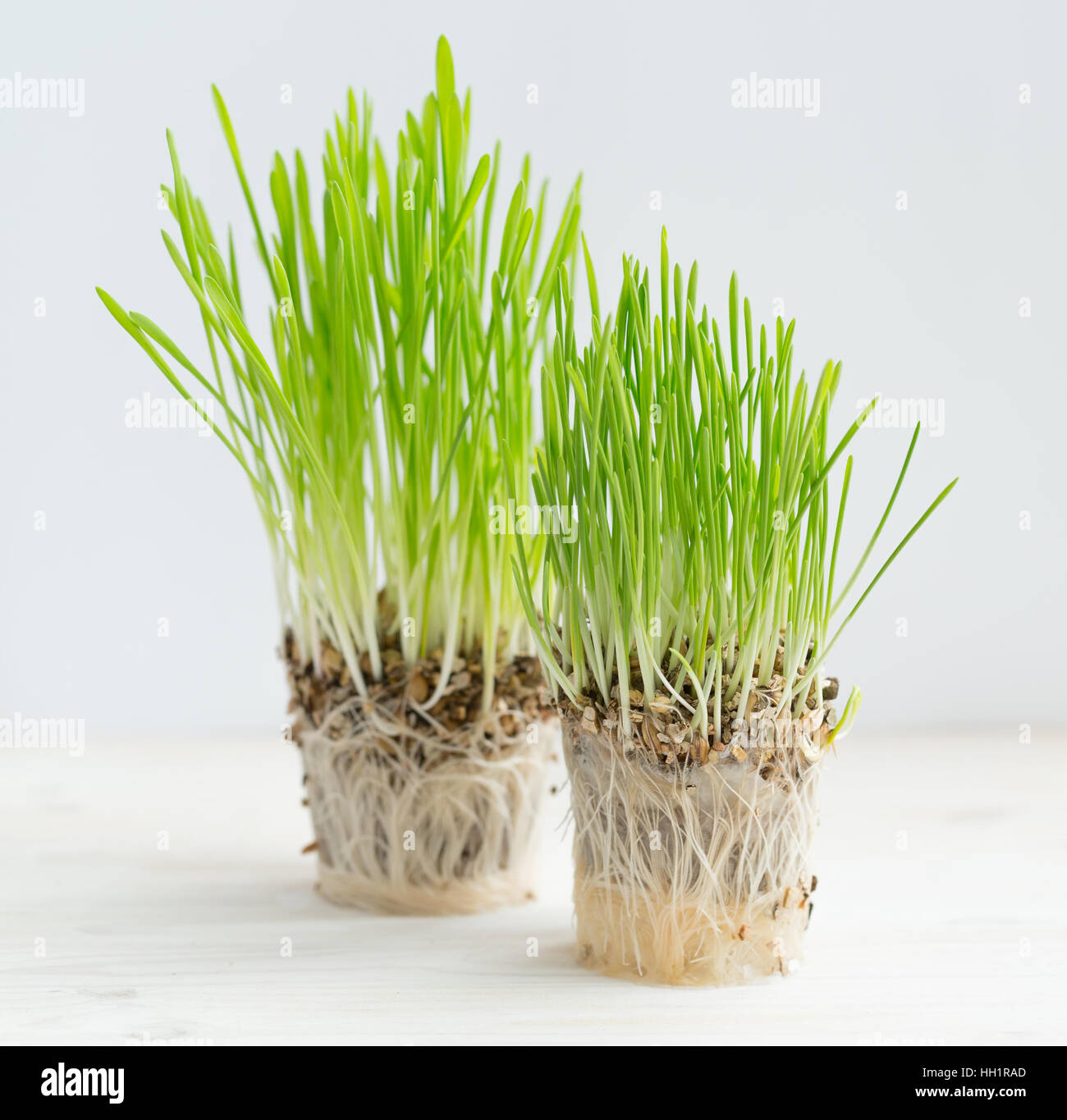 Wheat plant roots hi-res stock photography and images - Alamy