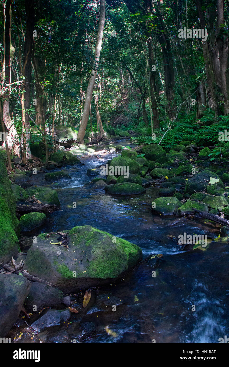 Small river in the area of the Wailua River on Kauai, Hawaii, USA Stock ...