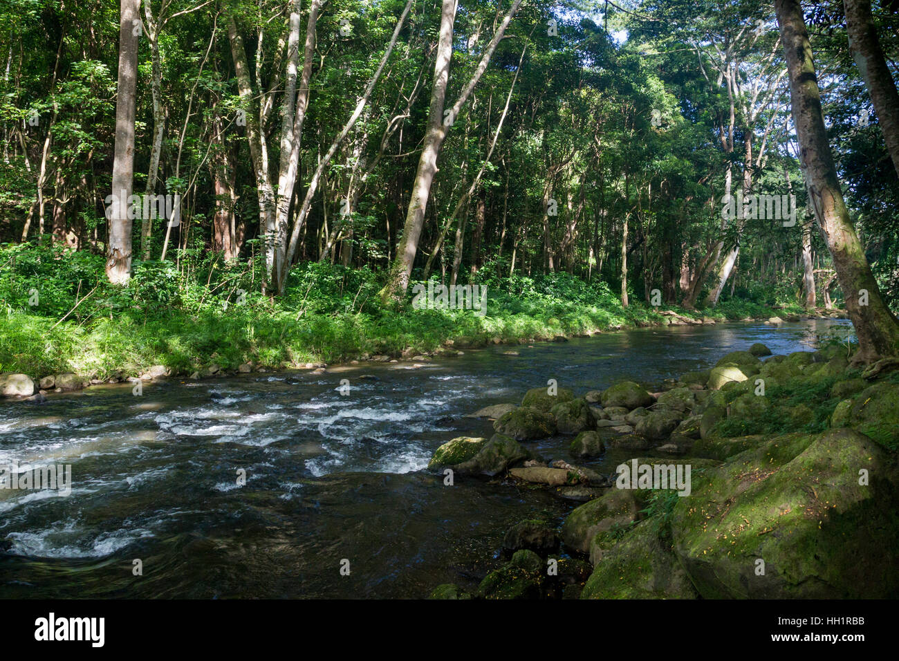 Small river in the area of the Wailua River on Kauai, Hawaii, USA Stock ...