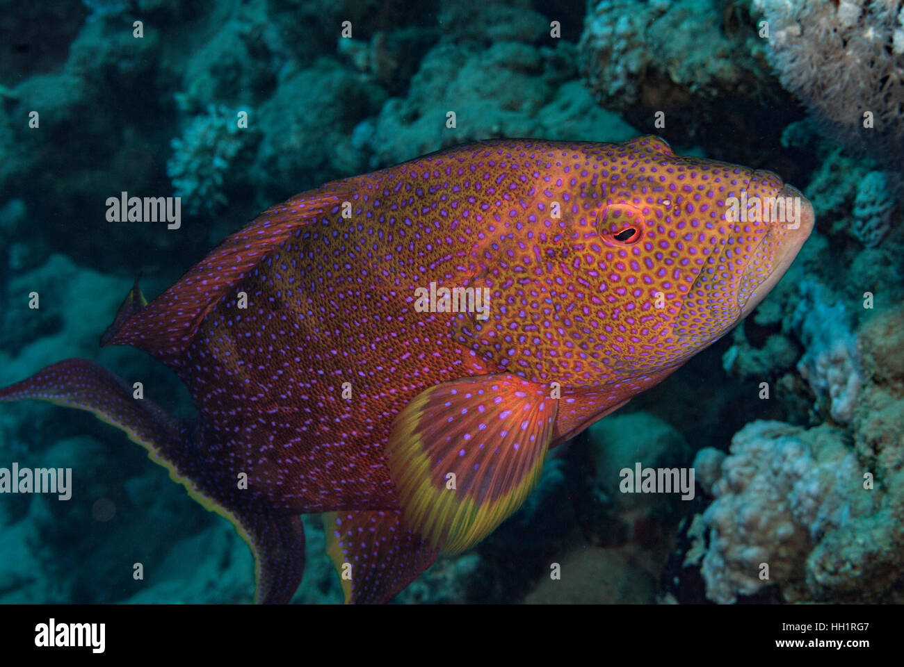 Lyretail grouper hi-res stock photography and images - Alamy