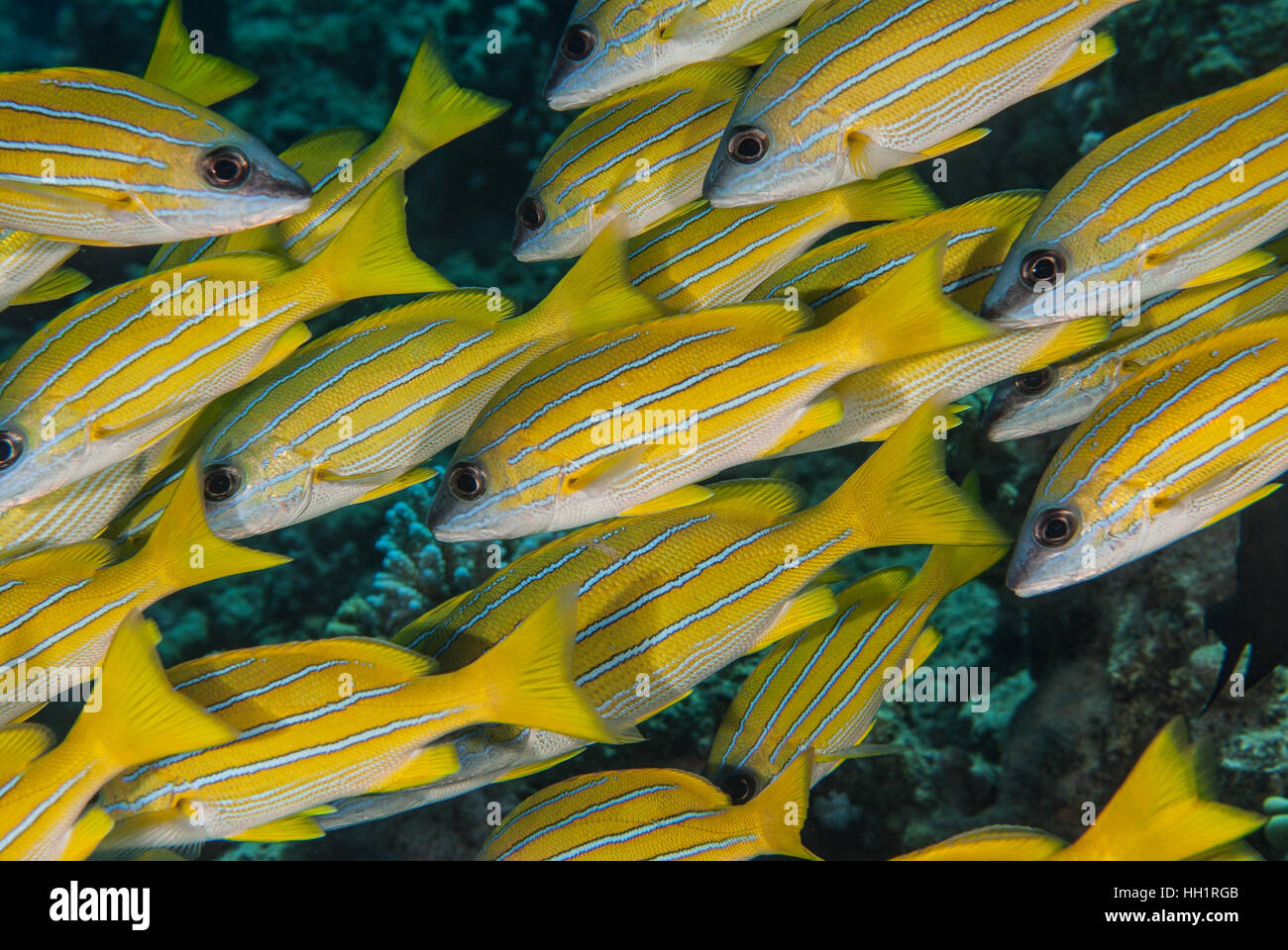 Blue-striped snapper, Lutjanus kashmira, Lutjanidae, Sharm el-Sheikh ...