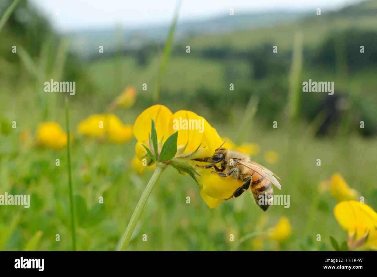 Honey bee (Apis mellifera) nectaring on Birdsfoot trefoil (Lotus ...