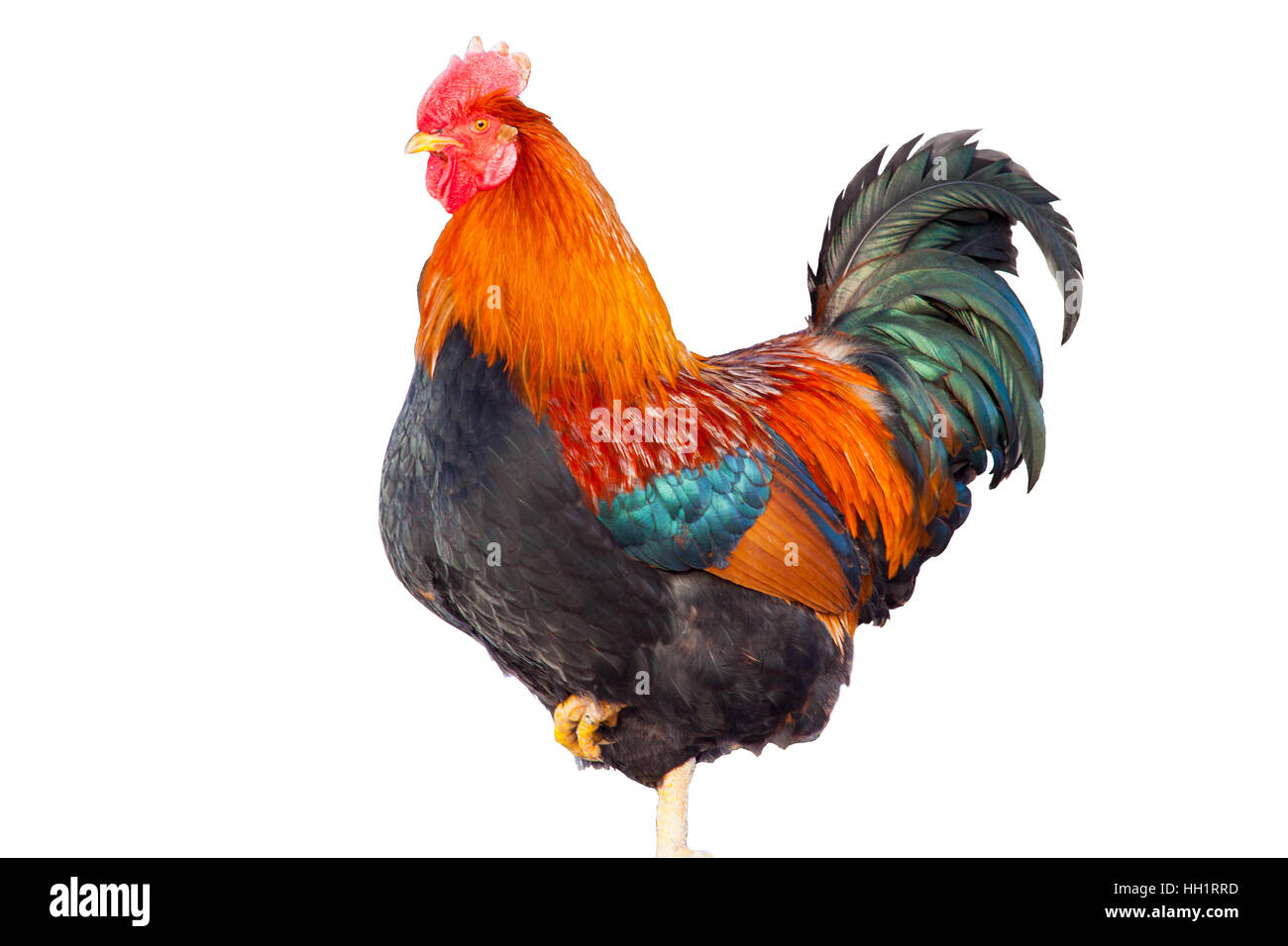 Christmas rooster isolated on white background Stock Photo - Alamy