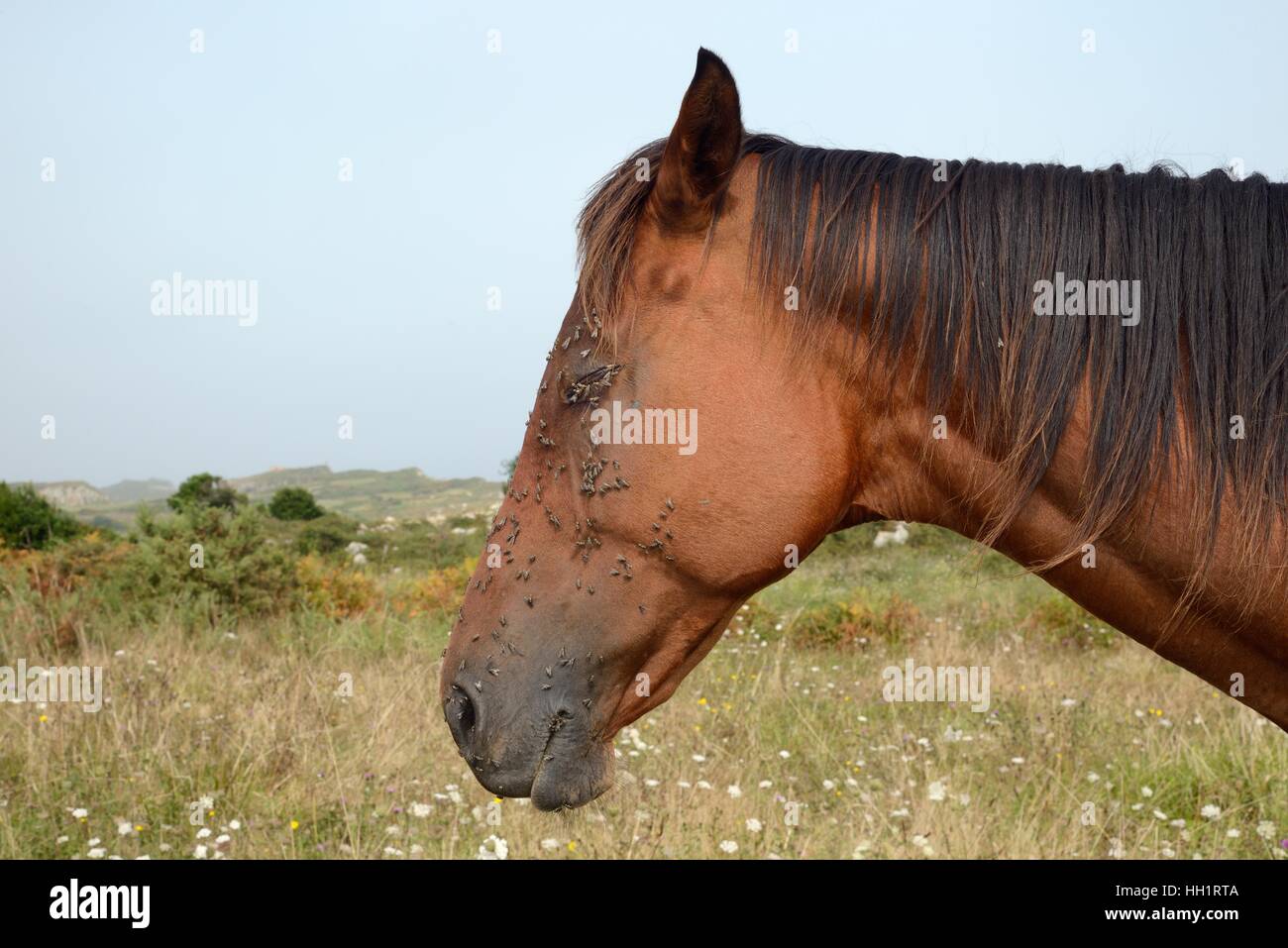 Asturcon pony hi-res stock photography and images - Alamy