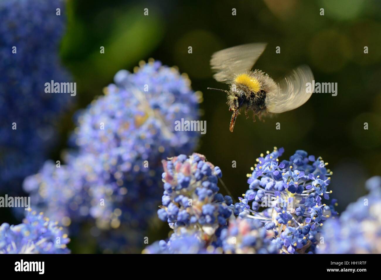Early bumblebee (Bombus pratorum) worker flying in to nectar on ...