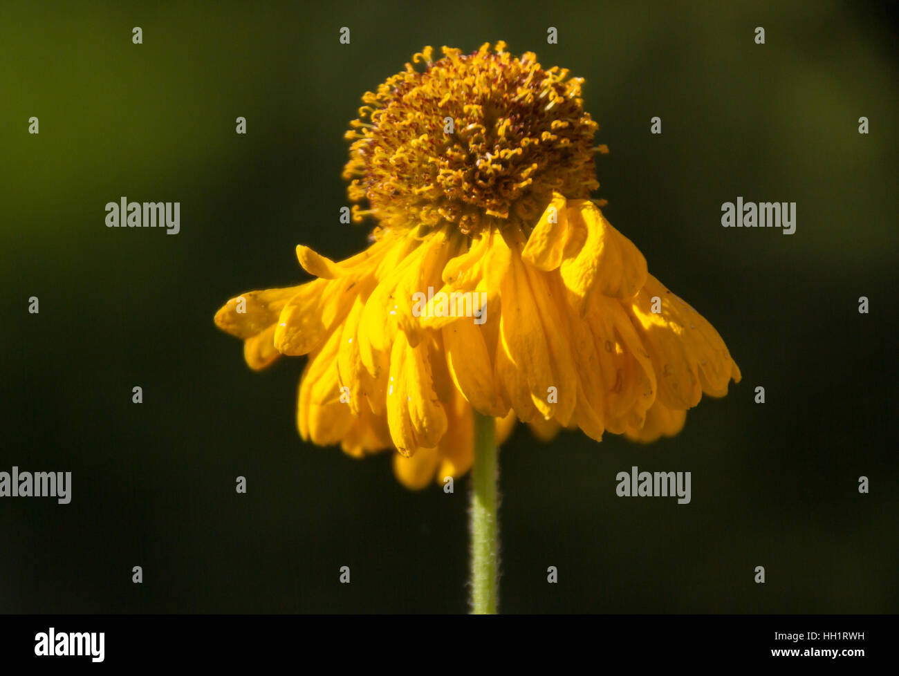 A wilting yellow flower Stock Photo - Alamy