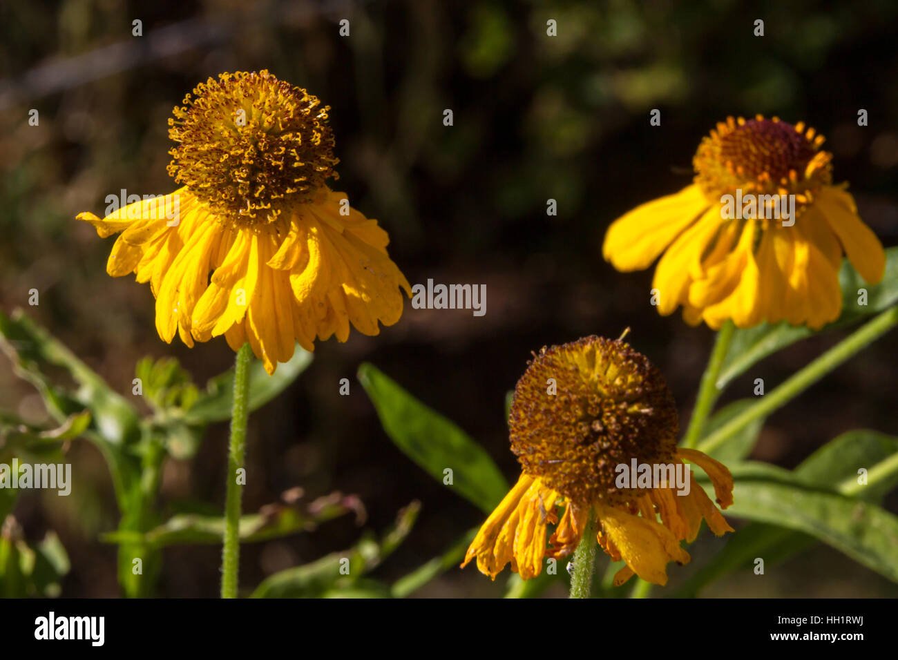 Wilting Yellow Flowers Stock Photo - Alamy