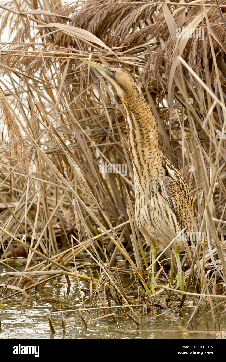 Hiding reed hi-res stock photography and images - Alamy