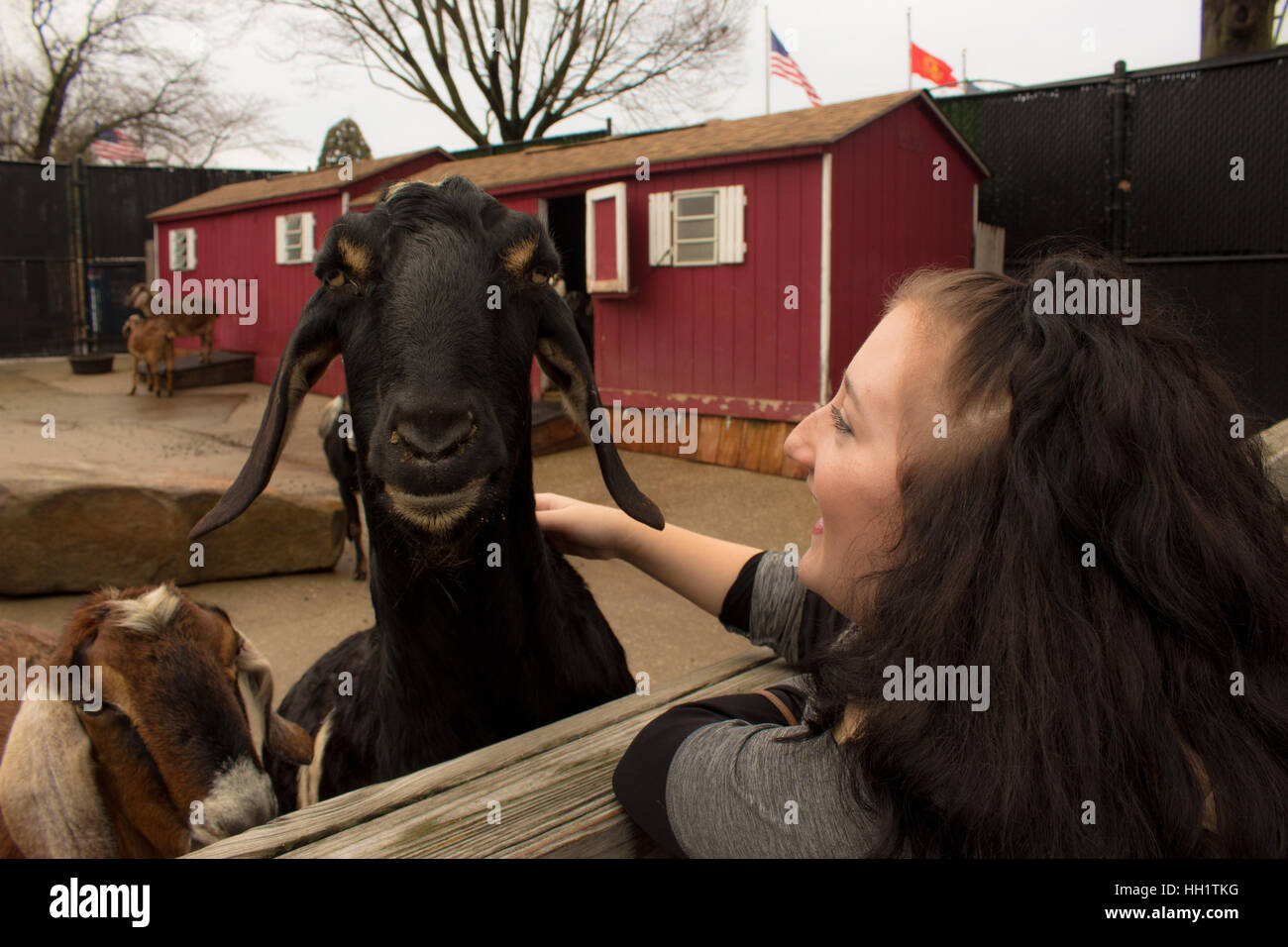 Goat Life High Resolution Stock Photography and Images - Alamy