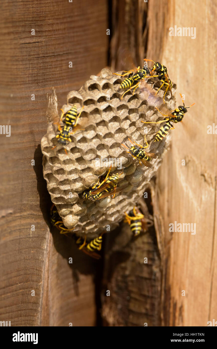 hive attached to a wooden wall full of wasps Stock Photo - Alamy