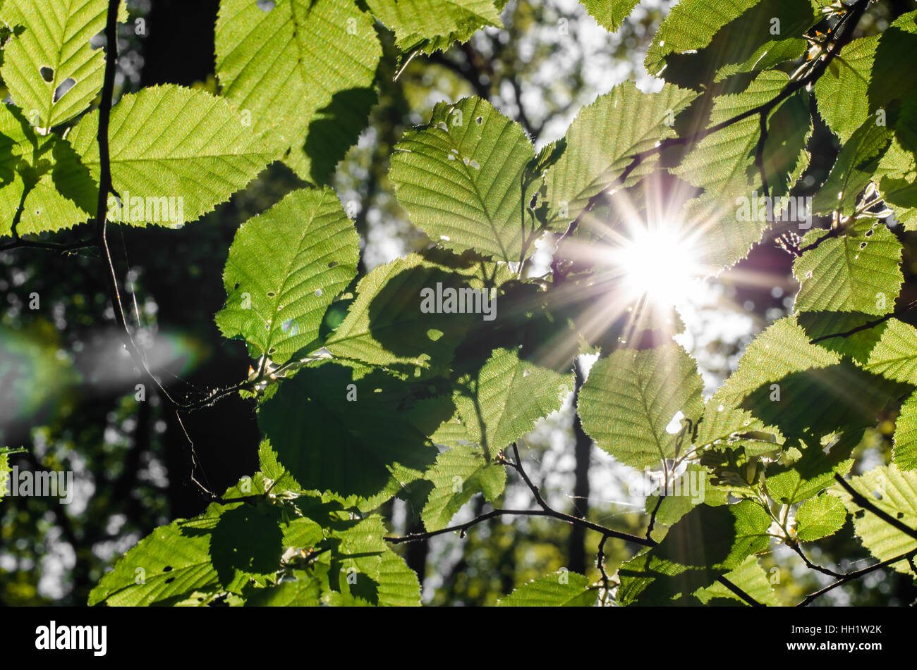 green leaves and sunshine spring concept Stock Photo - Alamy