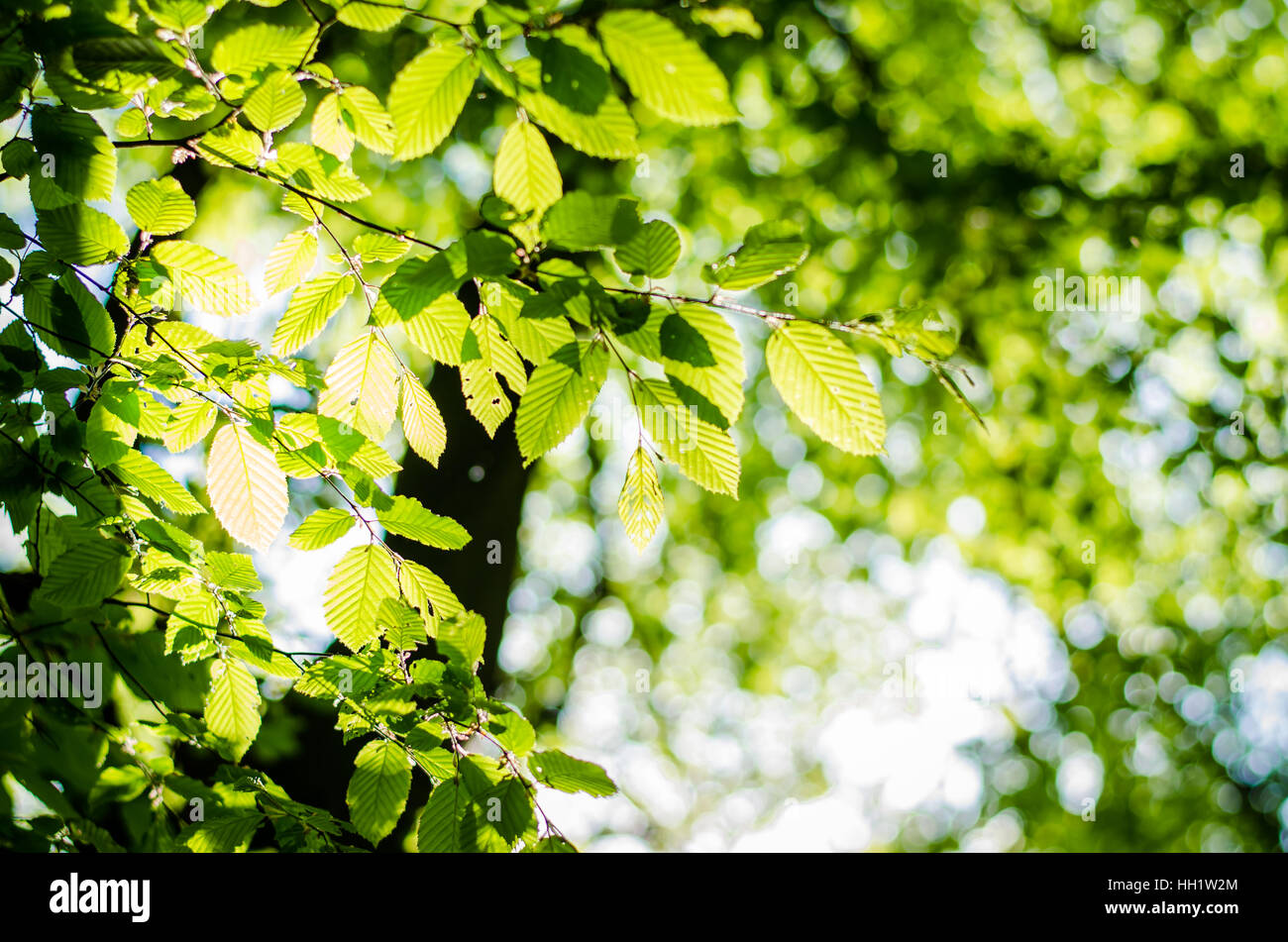 Branch with tender green leaves in spring hi-res stock photography and ...