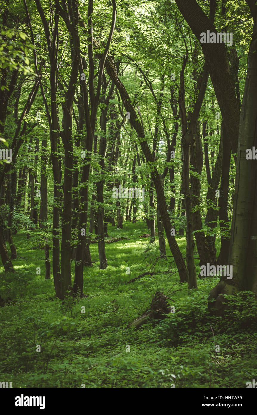 tree trunks in green spring forest Stock Photo - Alamy