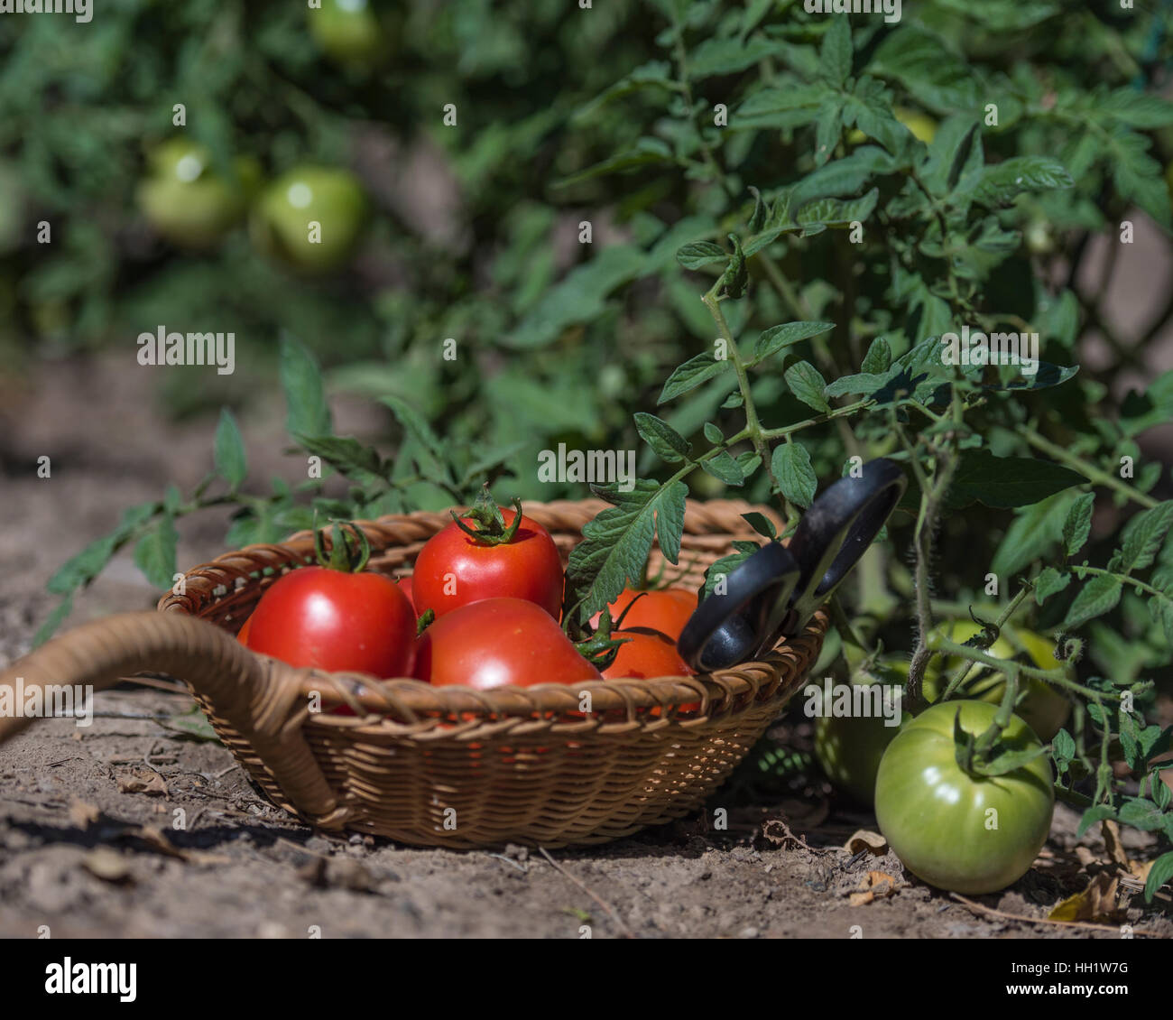 Fresh picked red tomatoes in hi-res stock photography and images - Alamy