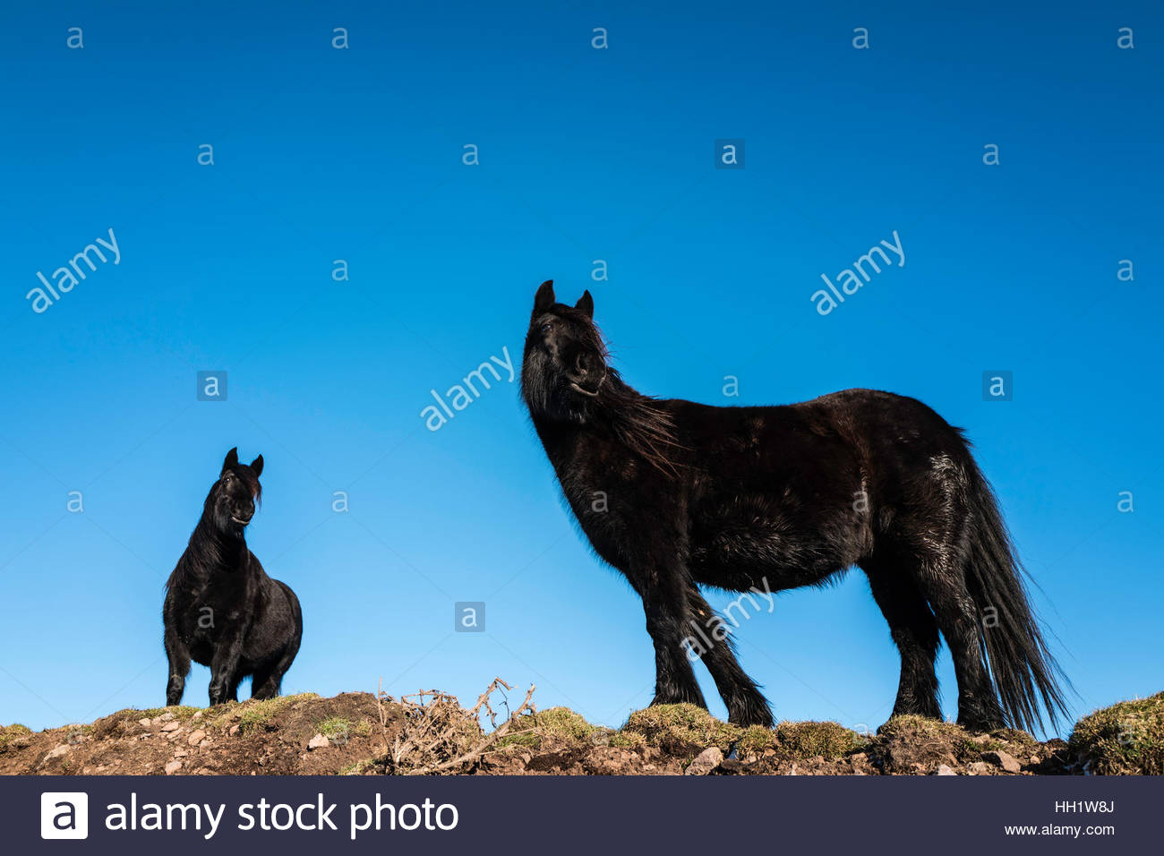 Fell Pony Stock Photos & Fell Pony Stock Images - Alamy